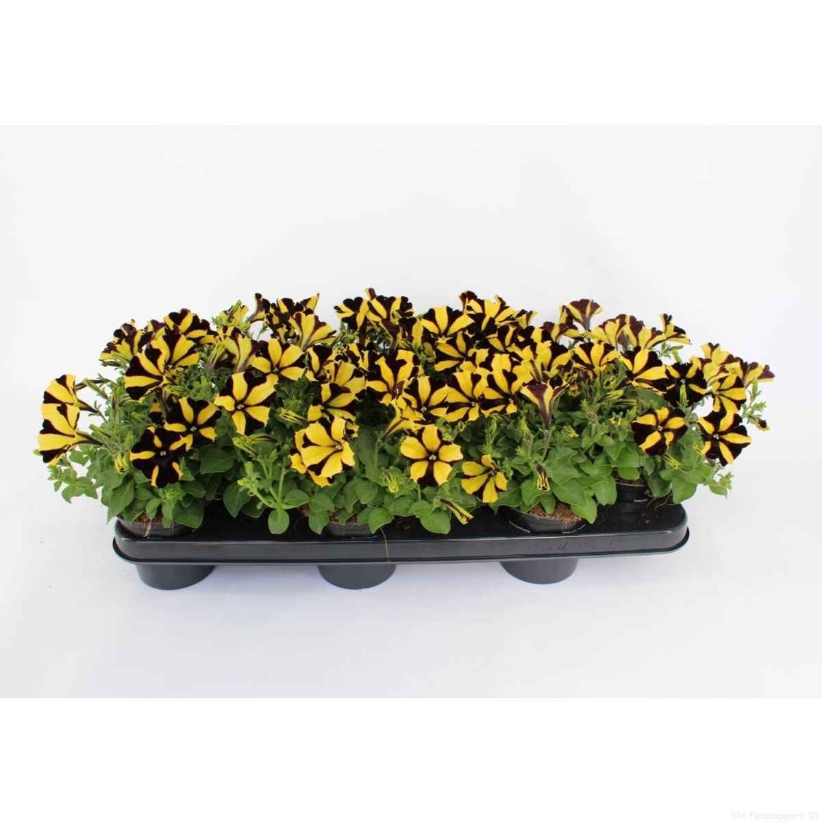 Petunia SUNFLOWER RAY — Plant Wholesale FlorAccess
