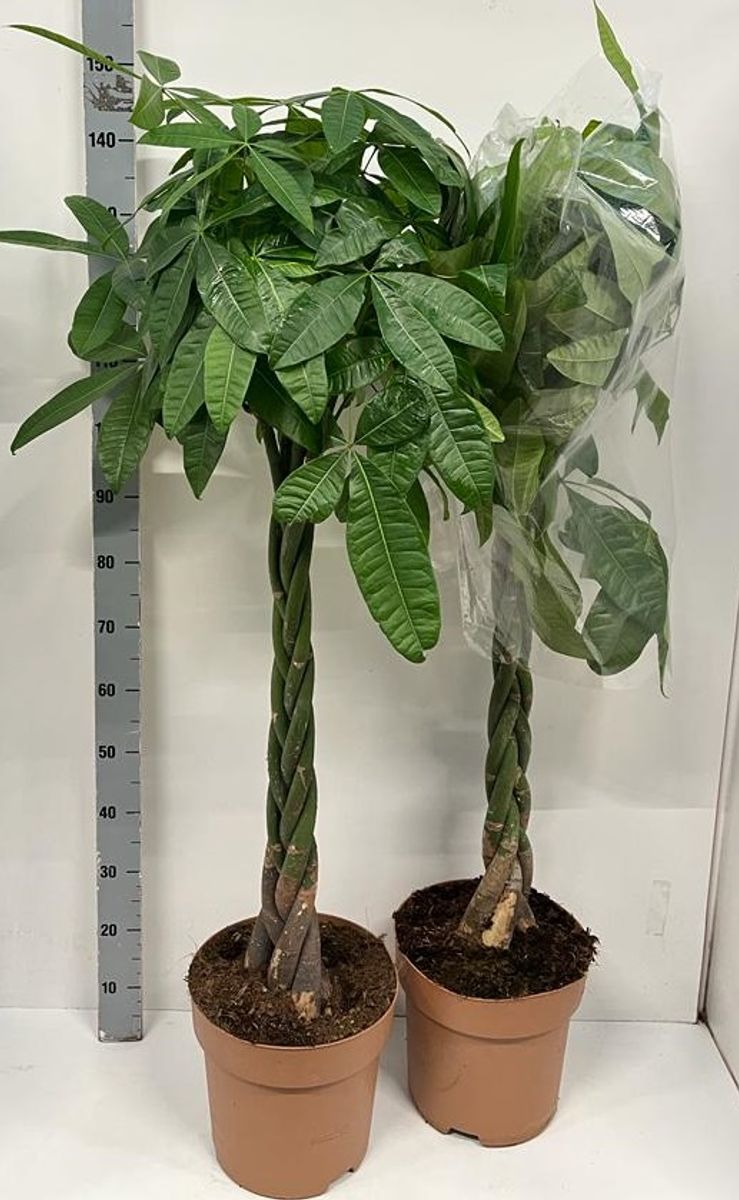 Pachira aquatica — Plant Wholesale FlorAccess