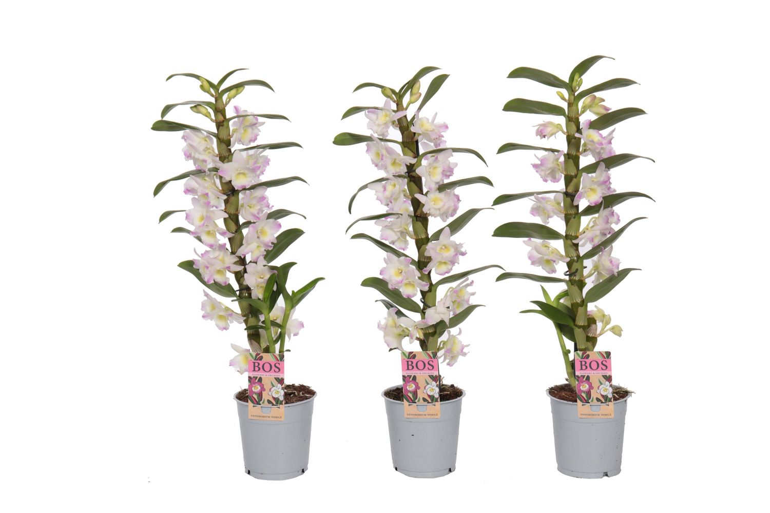 Dendrobium nobile CLASSIC PANDORA — Plant Wholesale FlorAccess