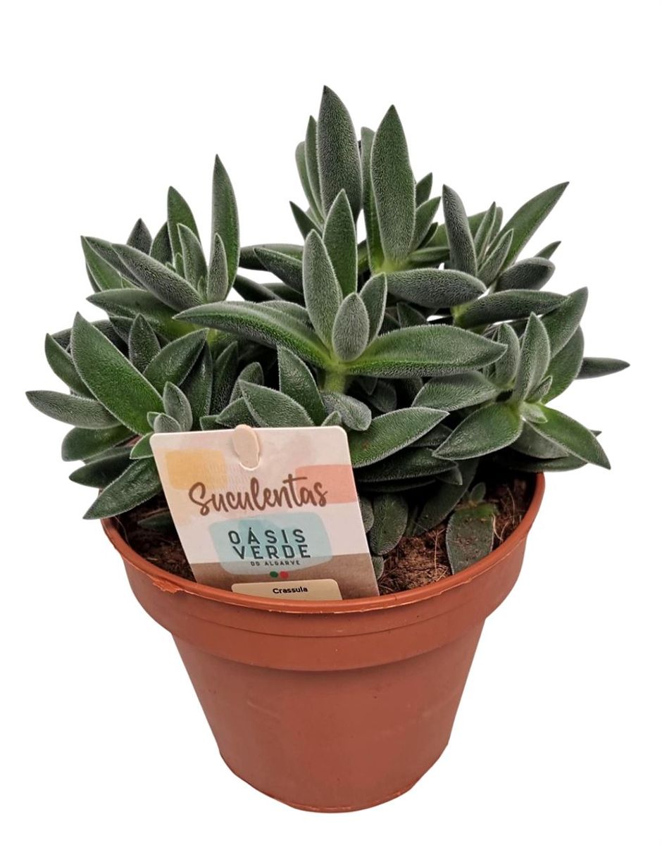 Crassula 'Tarantula' — Plant Wholesale FlorAccess