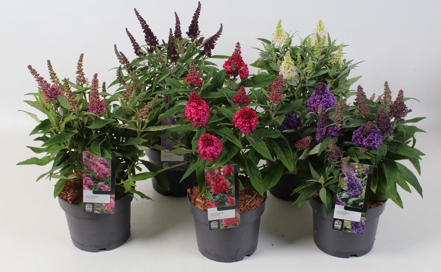 Buddleja davidii BUTTERFLY CANDY MIX — Toptan Bitki Satışı FlorAccess