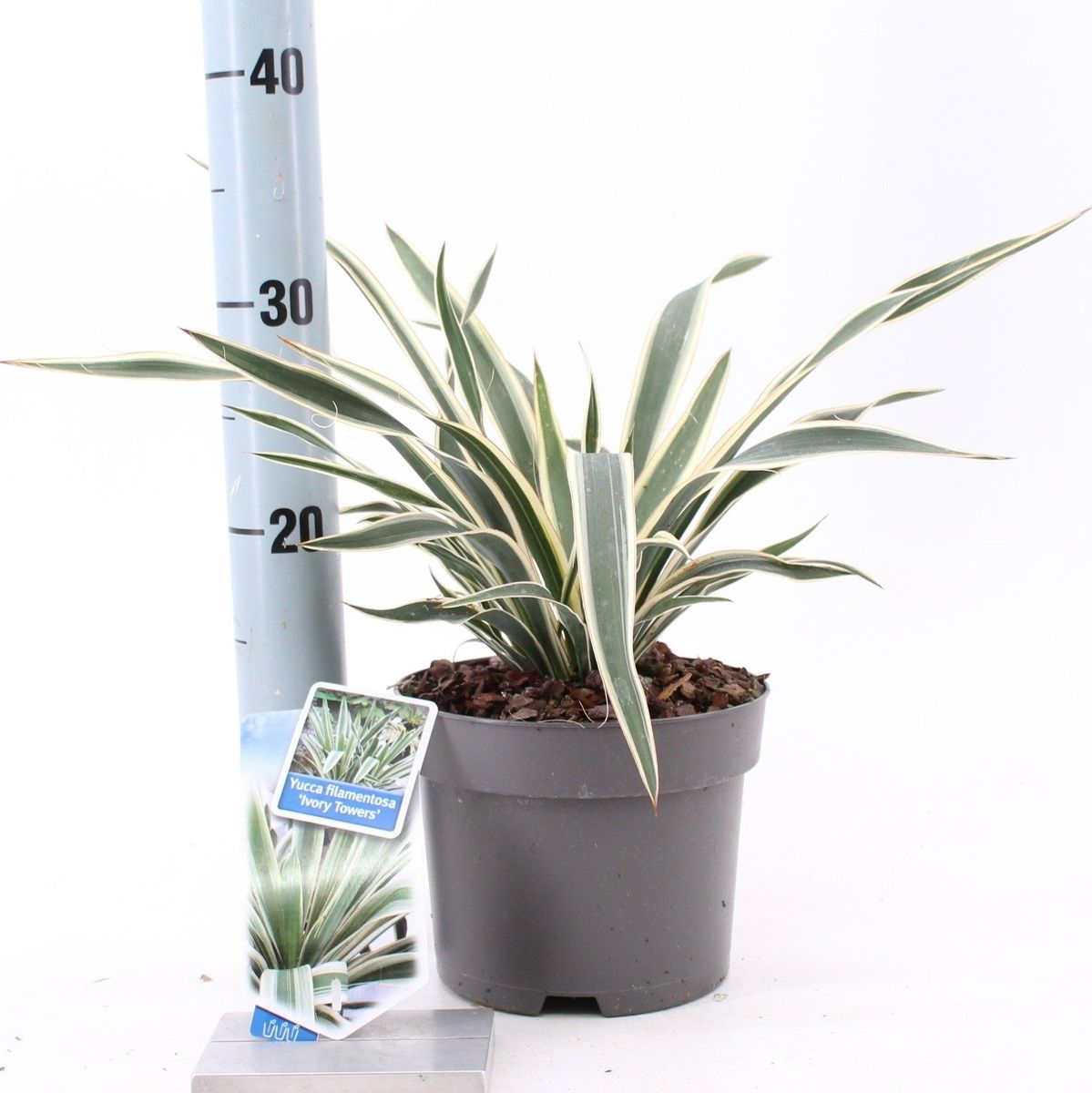 Yucca filamentosa 'Ivory Towers' — Plant Wholesale FlorAccess