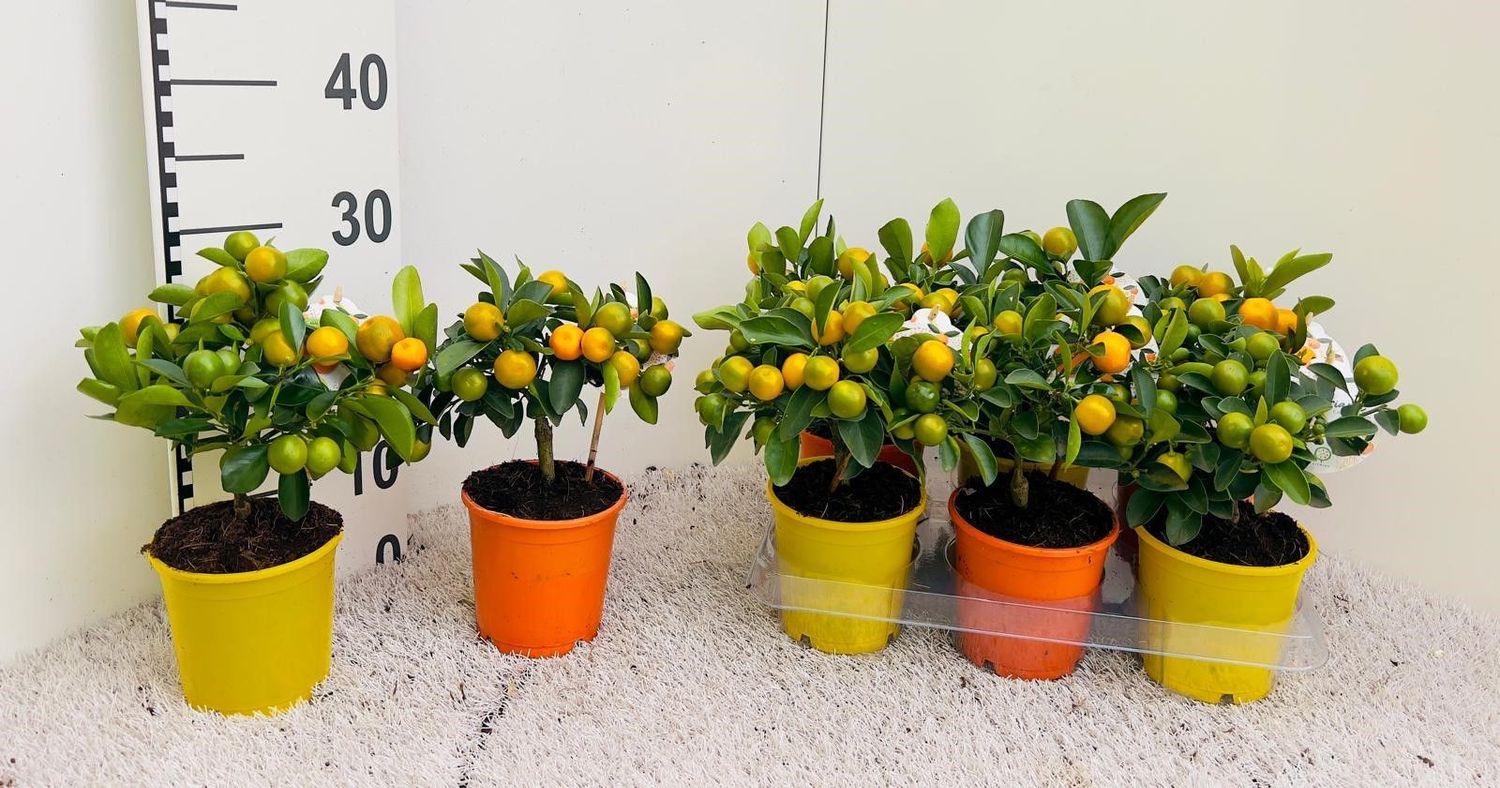 Citrus MIX — Plant Wholesale FlorAccess