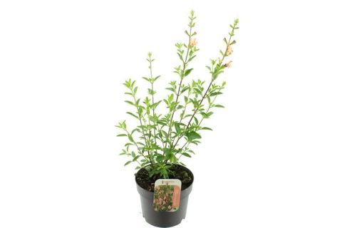 Salvia x jamensis BELLE DE LOIRE — Pflanzengroßhandel FlorAccess