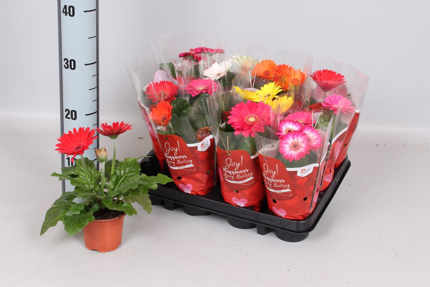 Gerbera MIX — Plant Wholesale FlorAccess