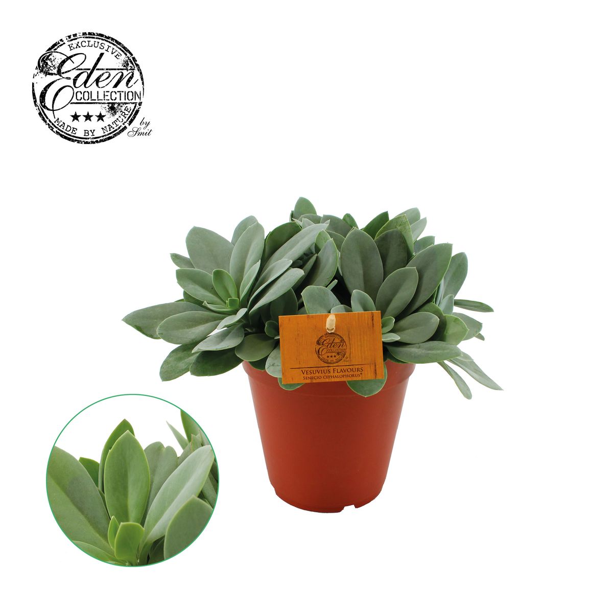 Senecio cephalophorus — Plant Wholesale FlorAccess