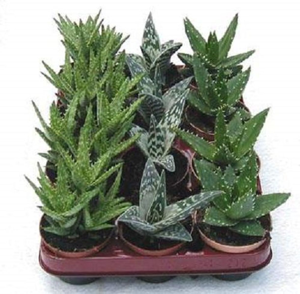 Aloe MIX — Plant Wholesale FlorAccess