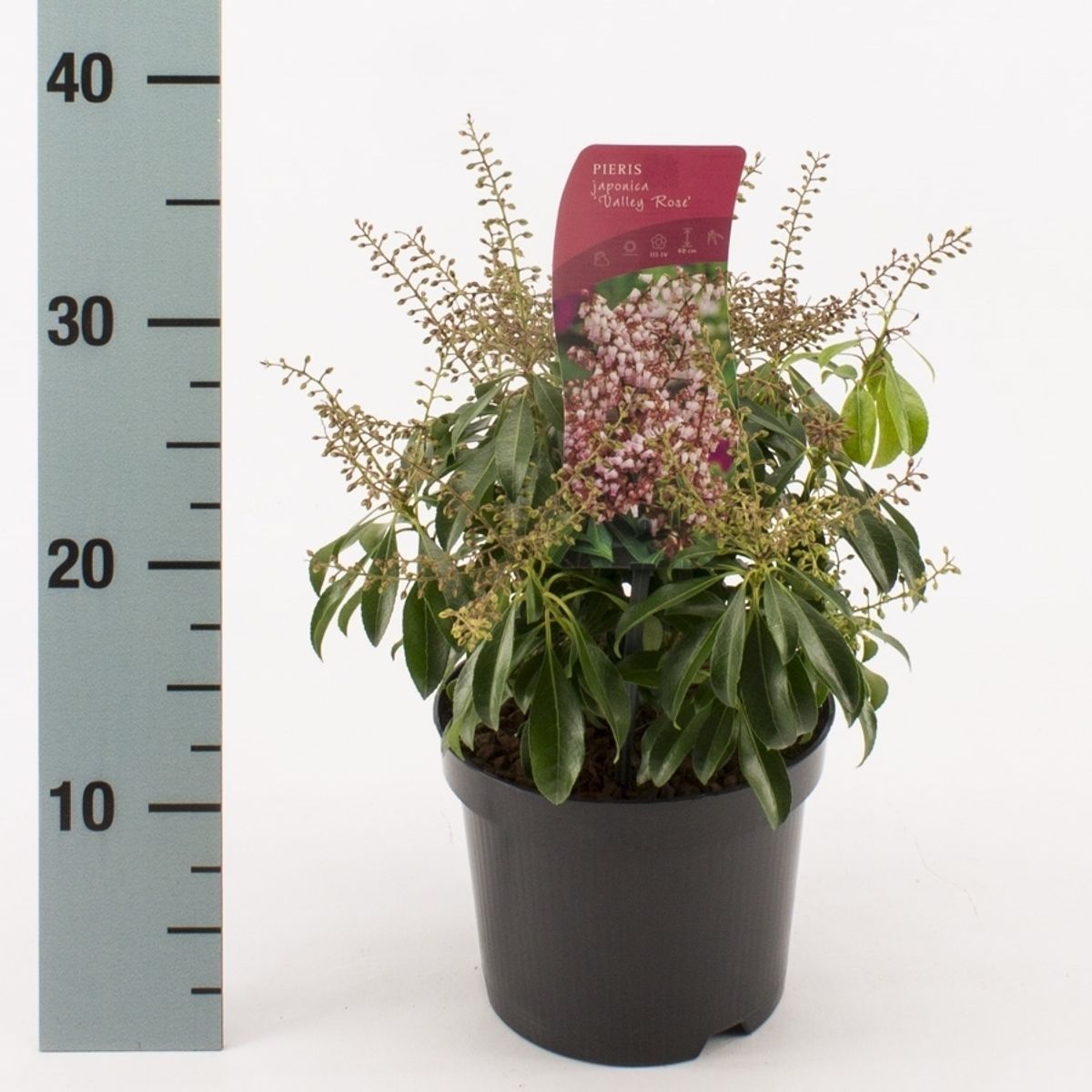 Pieris japonica 'Valley Rose' — Plant Wholesale FlorAccess