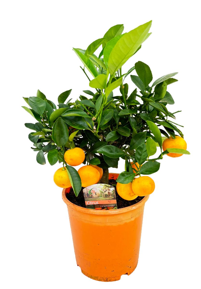 Citrus x microcarpa — Plant Wholesale FlorAccess