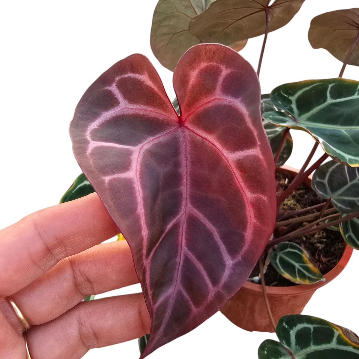Anthurium 'DocBlock Michelle 11 X Red Velvet Cake 24' — Plant Wholesale ...