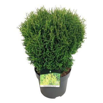 Thuja occidentalis 'Tiny Tim' — Plant Wholesale FlorAccess