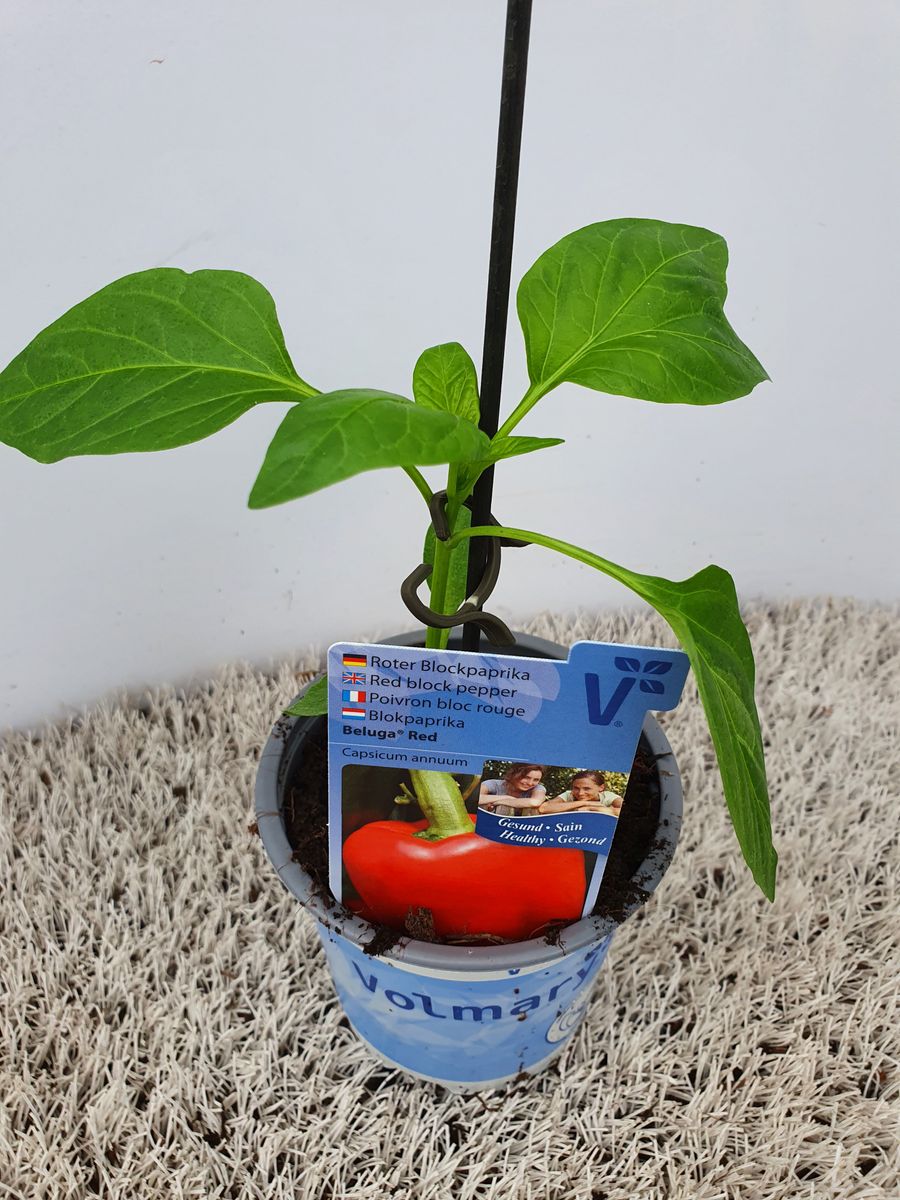 Capsicum annuum 'Beluga Red' — Plant Wholesale FlorAccess
