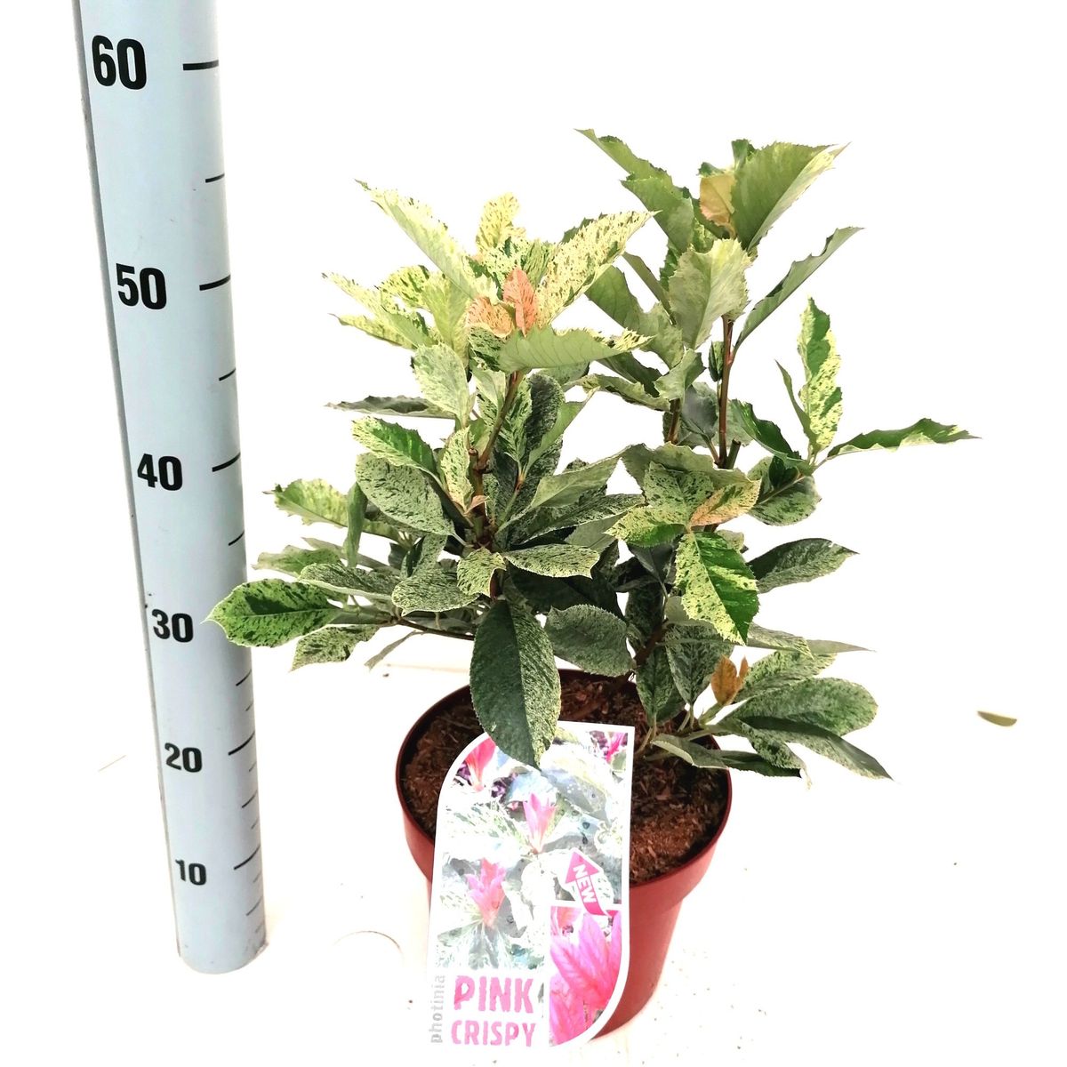 Photinia serratifolia PINK CRISPY — Plant Wholesale FlorAccess