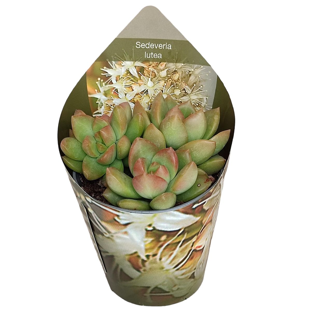 x Sedeveria lutea — Plant Wholesale FlorAccess