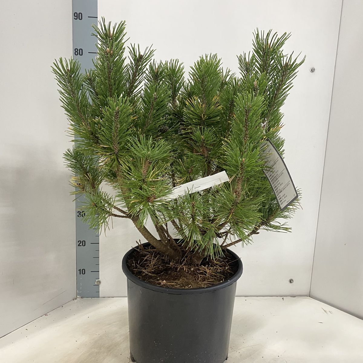Pinus mugo 'Winter Sun' — Plant Wholesale FlorAccess