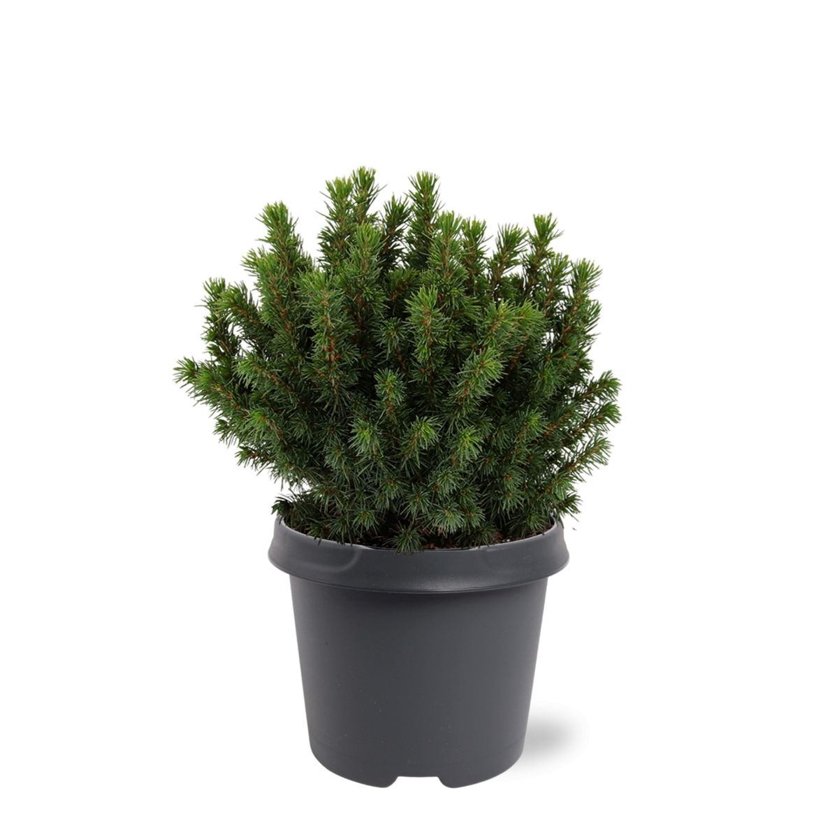 Picea glauca 'Alberta Globe' — Plant Wholesale FlorAccess