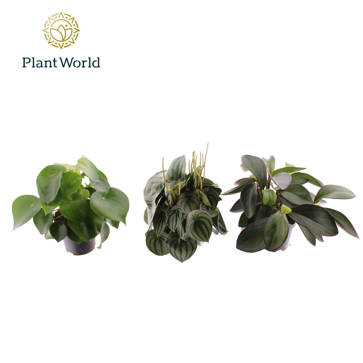 Peperomia MIX — Plant Wholesale FlorAccess