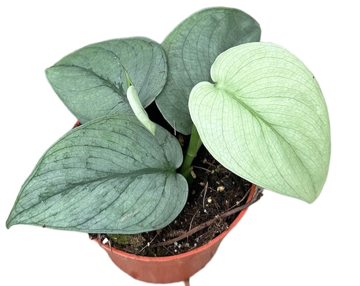 Scindapsus 'Silver Hero' — Рослини оптом FlorAccess