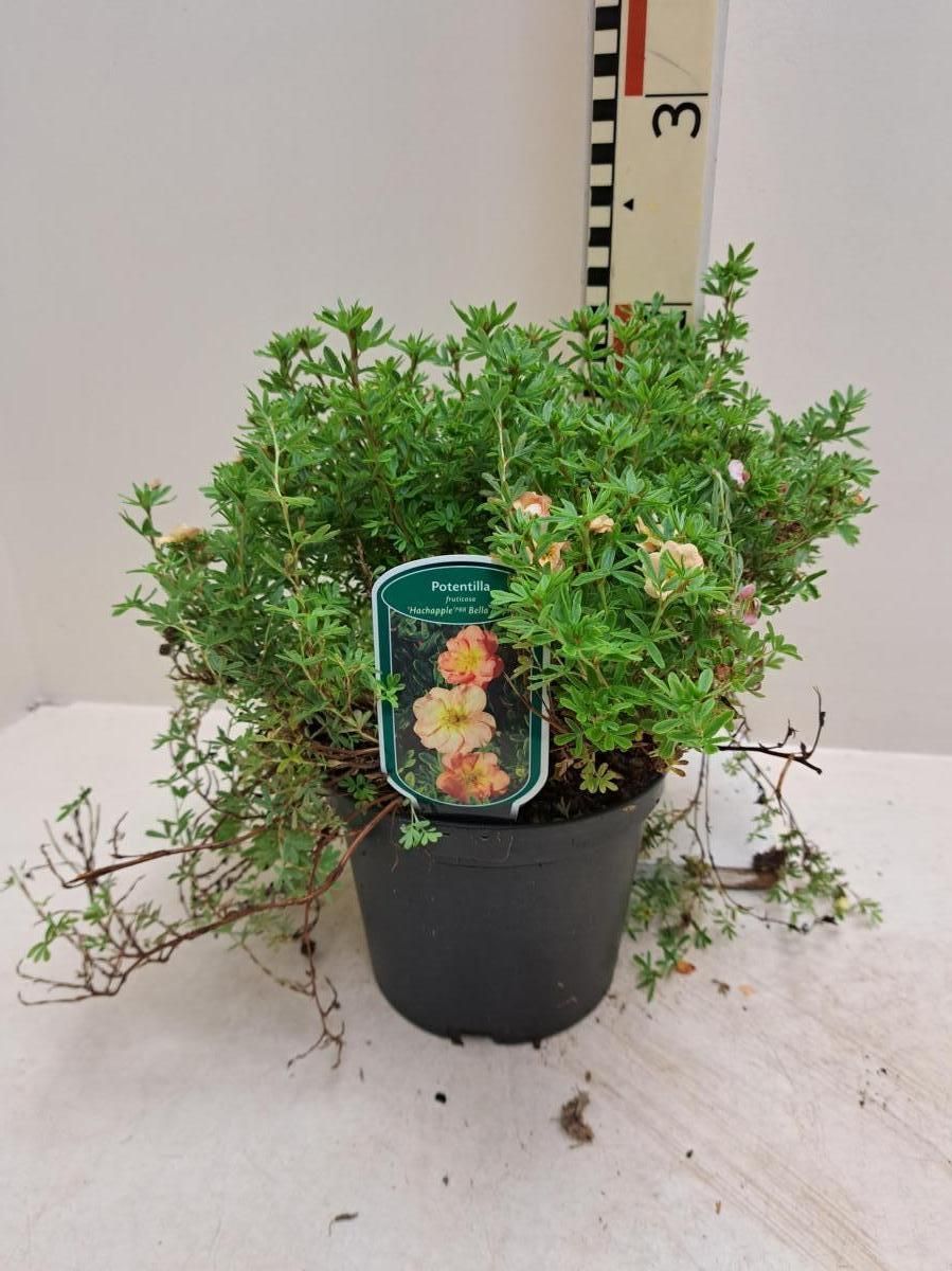 Potentilla fruticosa BELLA APPLE — Plant Wholesale FlorAccess