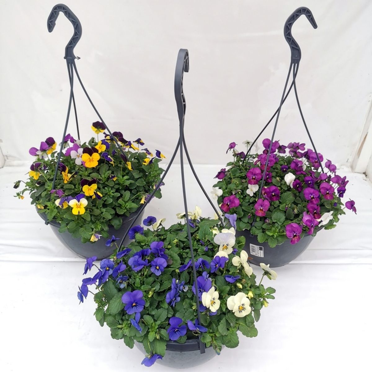 Viola CORNUTA MIX IN POT — Mayorista de plantas FlorAccess