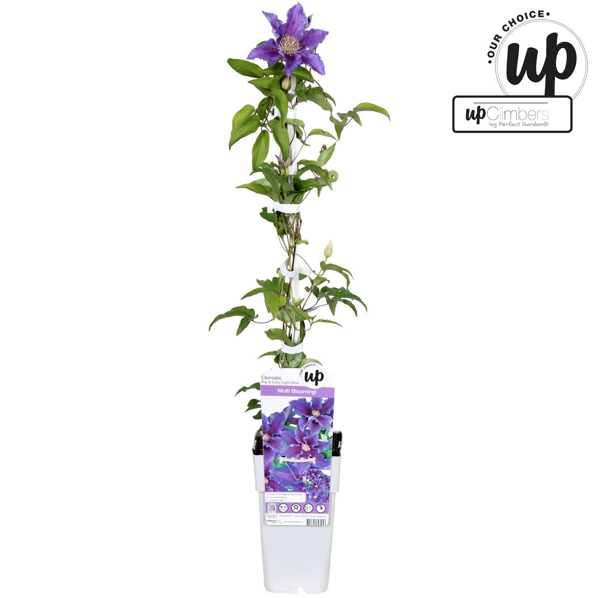 Clematis BARONESS FOOKES — Plant Wholesale FlorAccess
