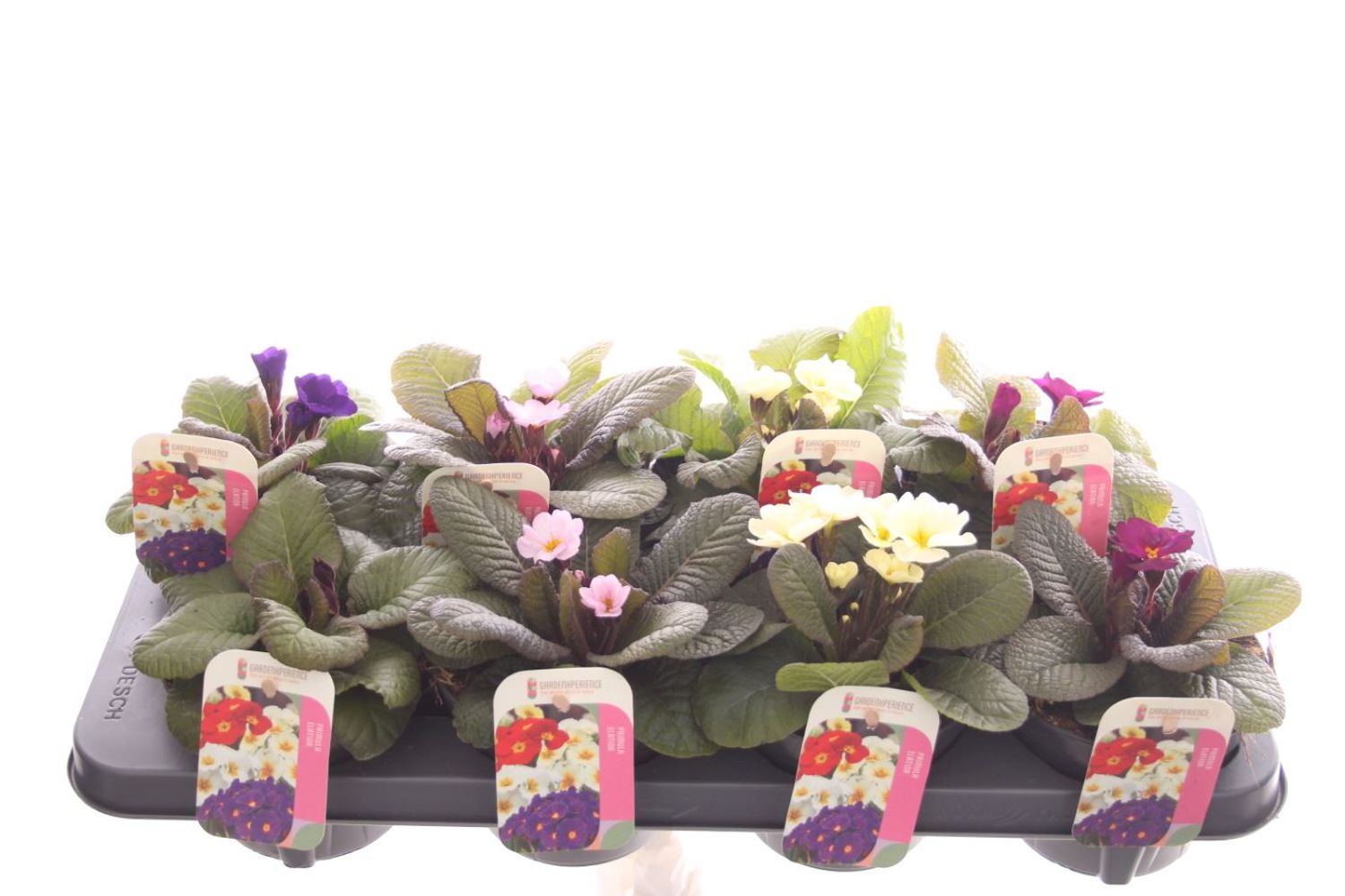 Primula OBSIDIAN MIX — Grossiste en Plantes FlorAccess