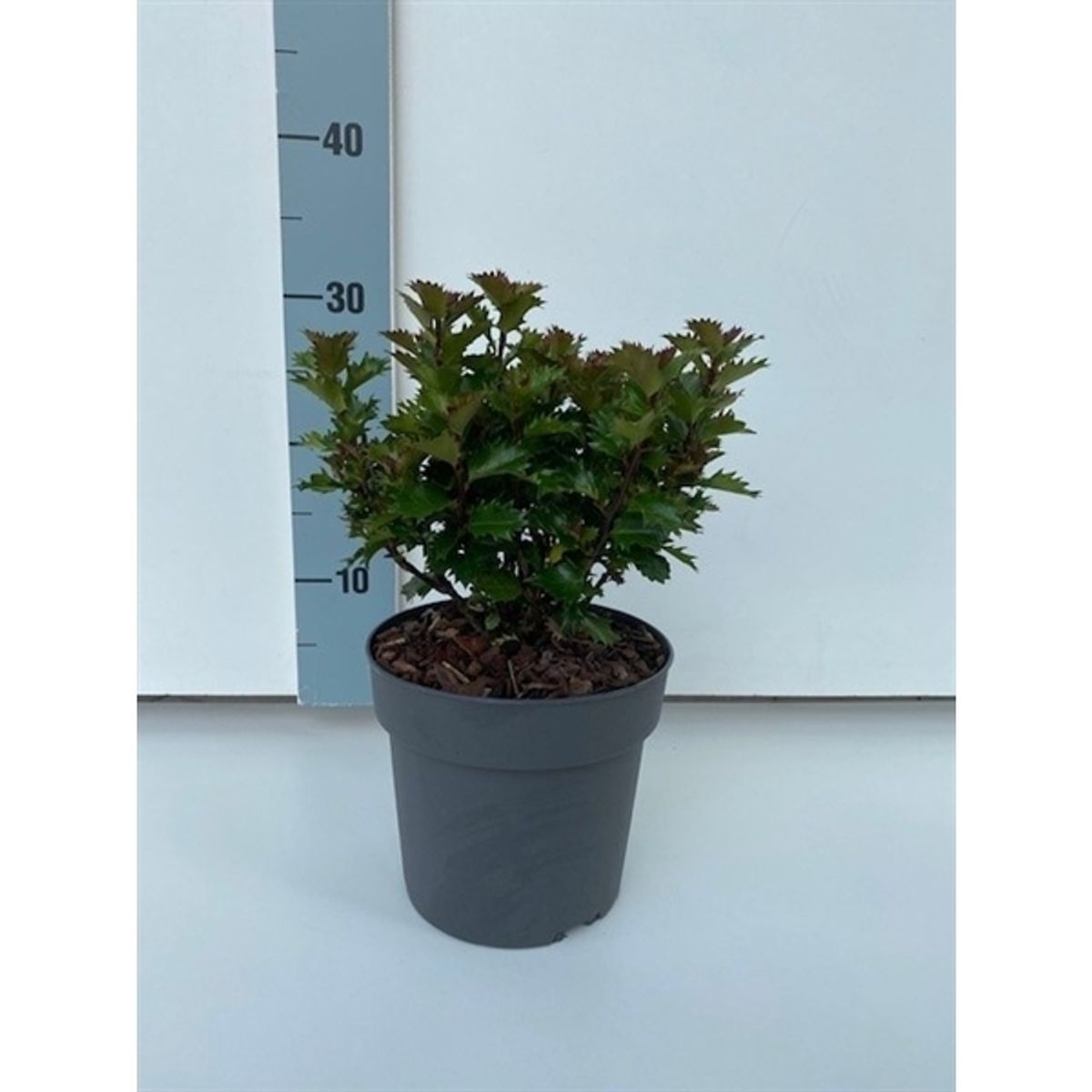 Ilex x meserveae LITTLE RASCAL — Plant Wholesale FlorAccess