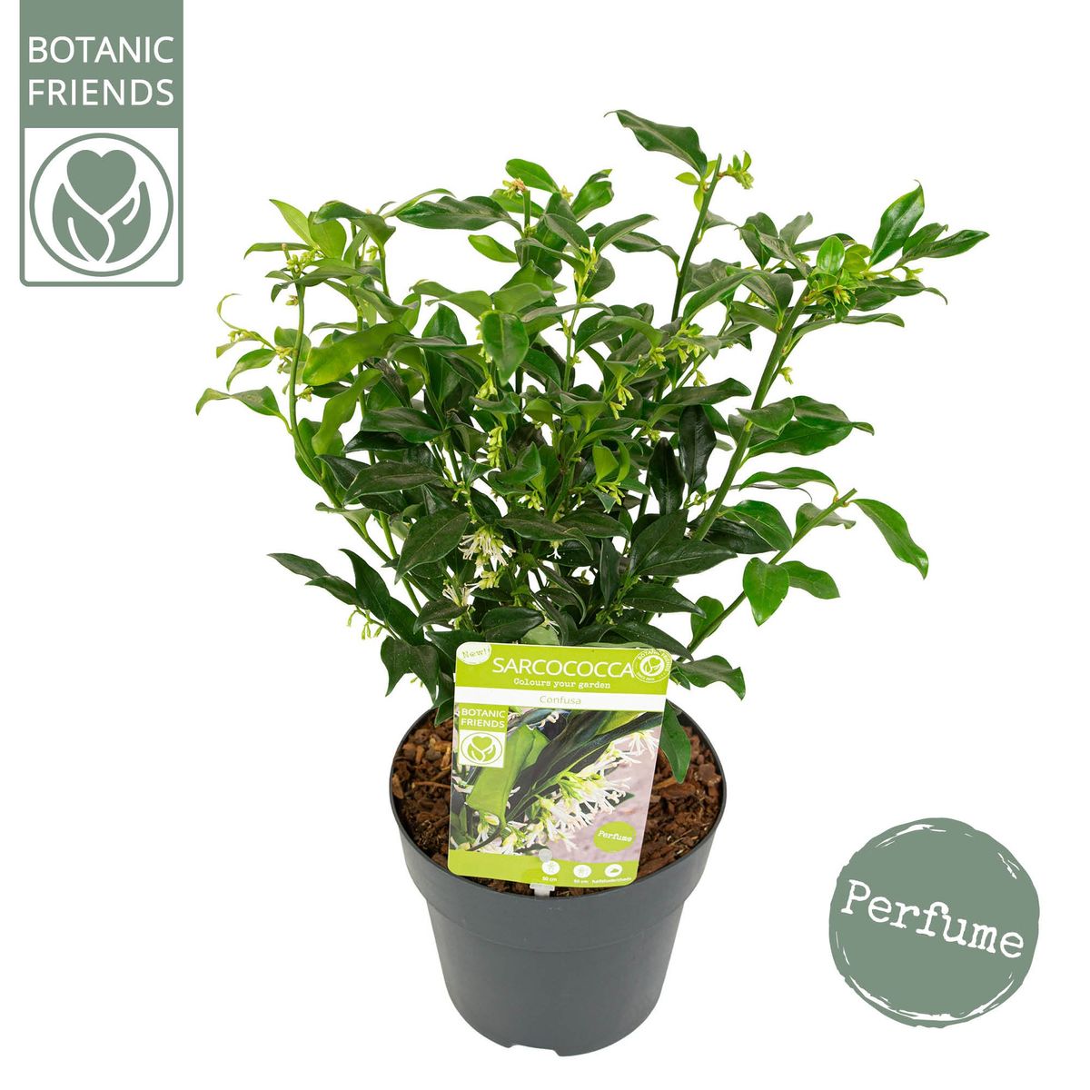 Sarcococca confusa — Plant Wholesale FlorAccess