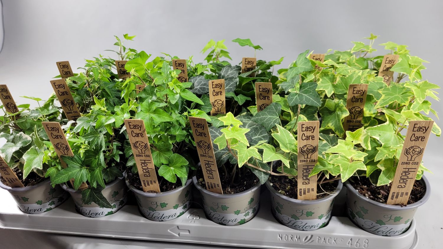 Hedera helix MIX — Plant Wholesale FlorAccess