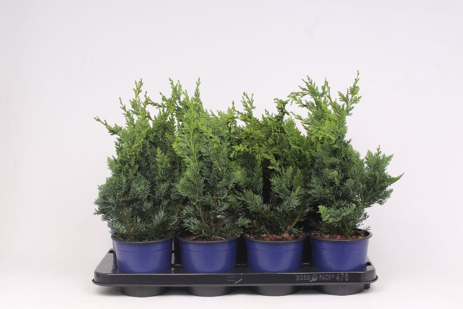 Chamaecyparis lawsoniana 'Wisselii' — Plant Wholesale FlorAccess