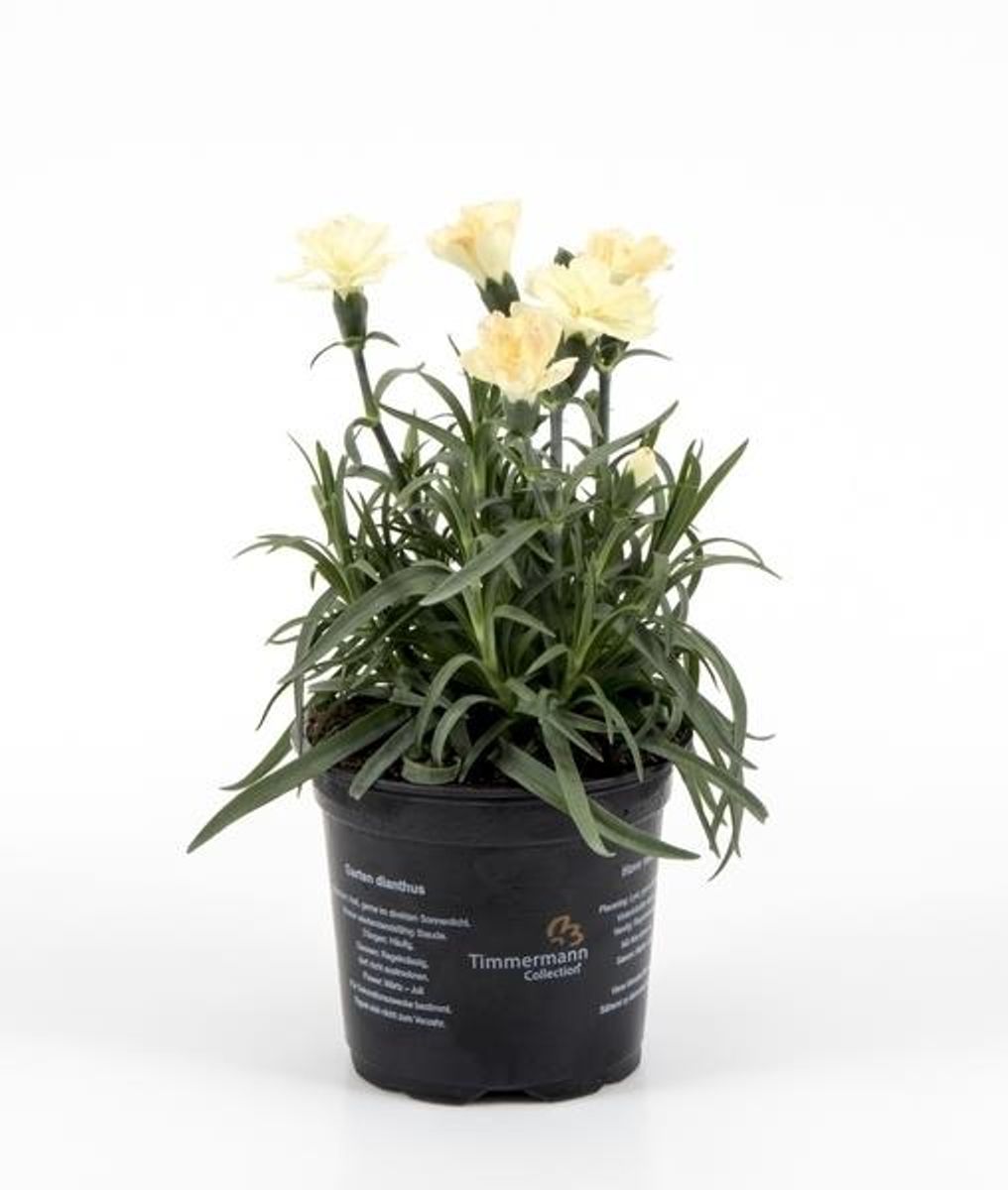 Dianthus SUPER TROUPER YELLOW — Plant Wholesale FlorAccess