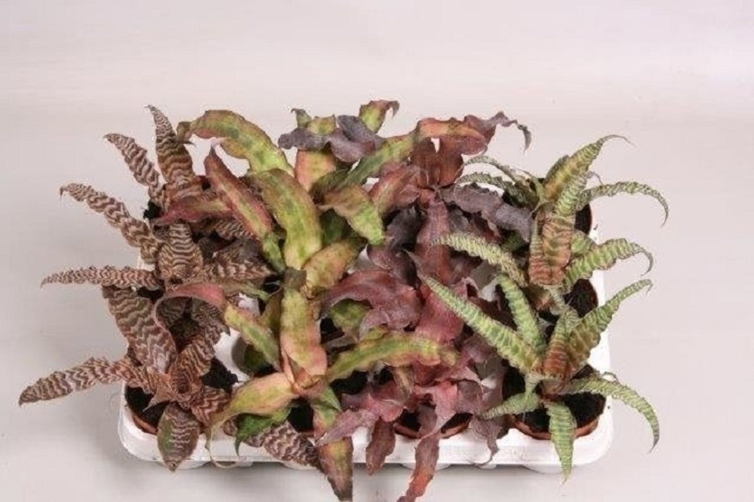 Cryptanthus MIX — Plant Wholesale FlorAccess