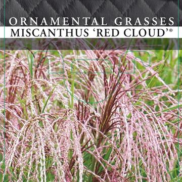 Miscanthus sinensis RED CLOUD — Рослини оптом FlorAccess