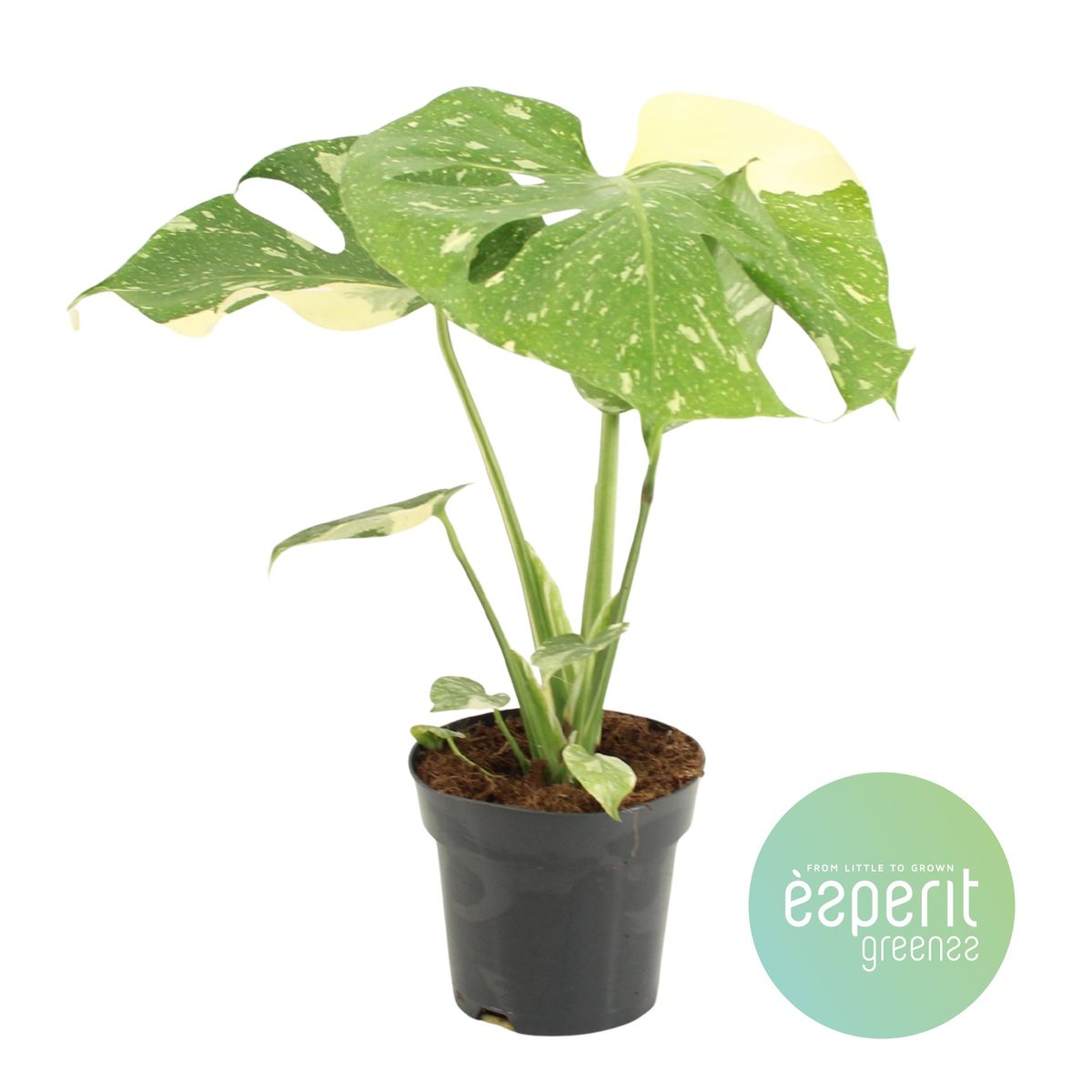 Monstera 'Thai Constellation' — Plant Wholesale FlorAccess