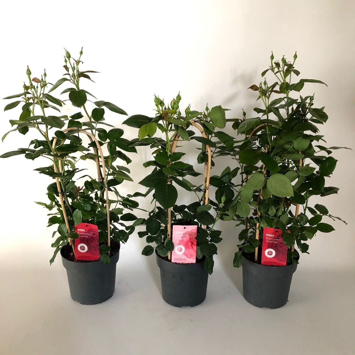 Rosa RENAISSANCE COLLECTION MIX — Grossiste en Plantes FlorAccess