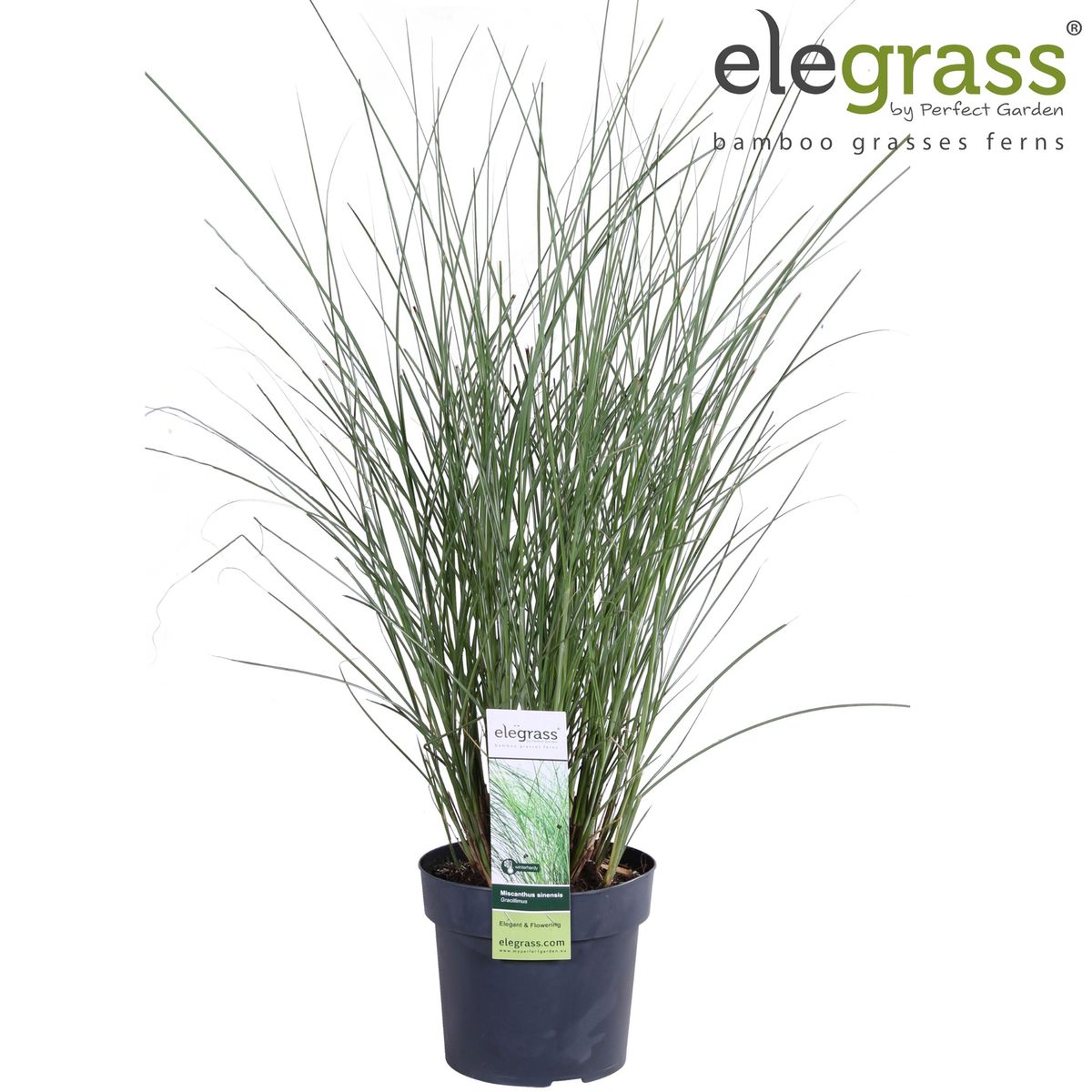 Miscanthus sinensis 'Gracillimus' — Plant Wholesale FlorAccess