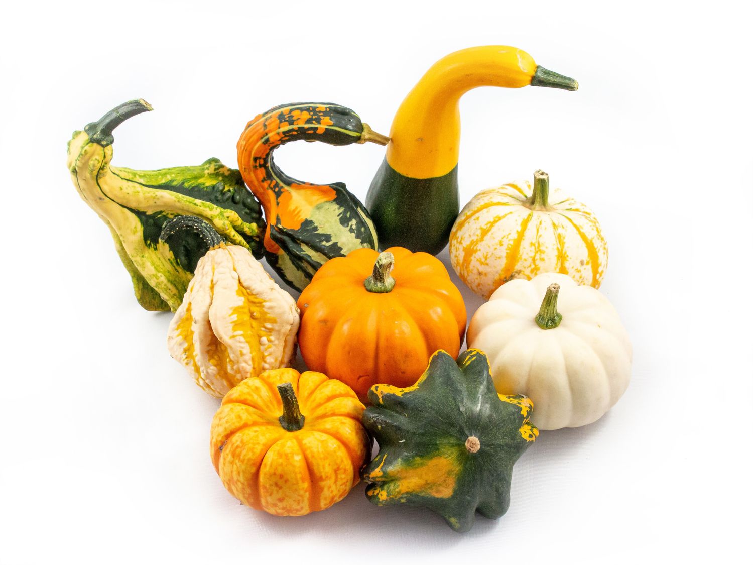 Cucurbita pepo MIX — Plant Wholesale FlorAccess