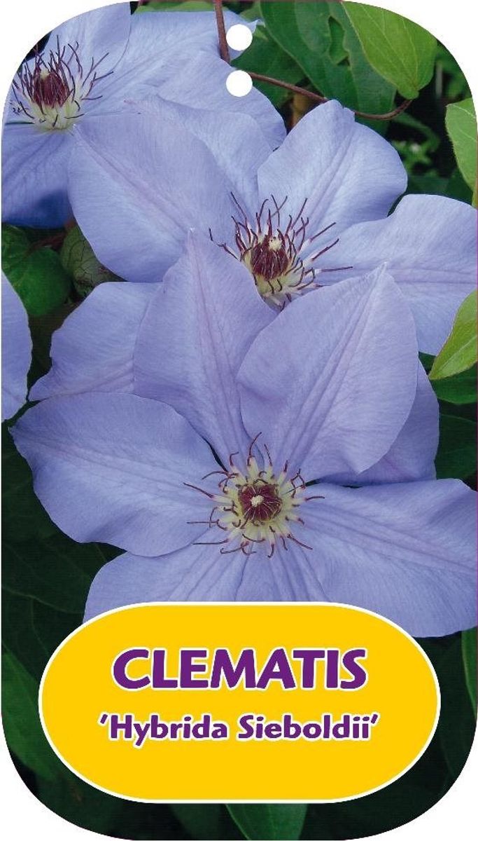 Clematis 'Hybrida Sieboldii' (EL) — Plant Wholesale FlorAccess