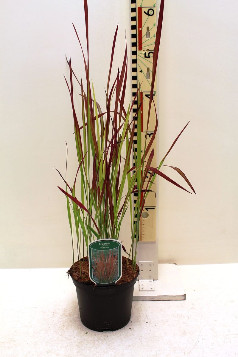 Imperata cylindrica 'Red Baron' — Plant Wholesale FlorAccess