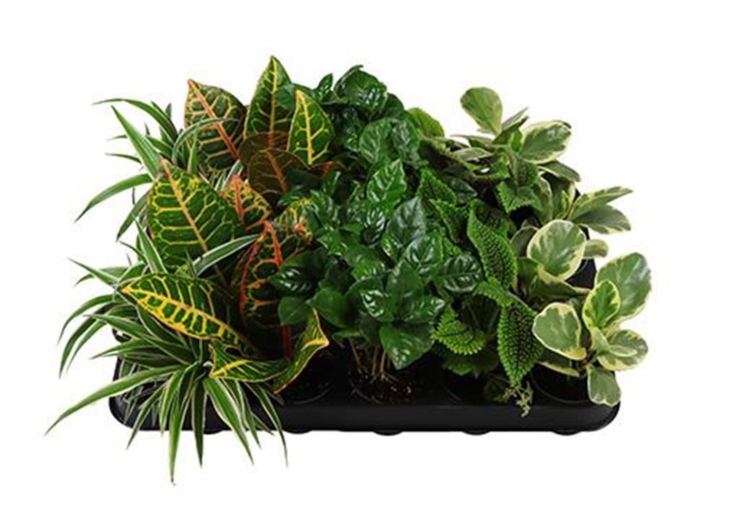 Foliage plants MIX — Plant Wholesale FlorAccess