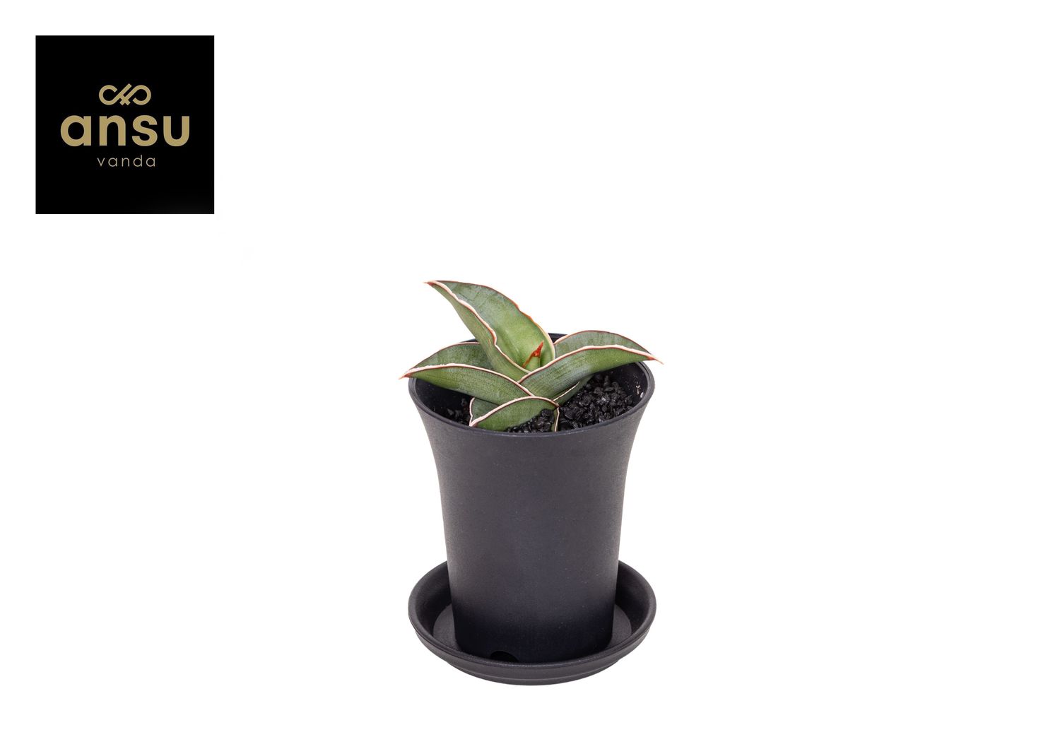 Sansevieria 'Almond Silver' — Plant Wholesale FlorAccess