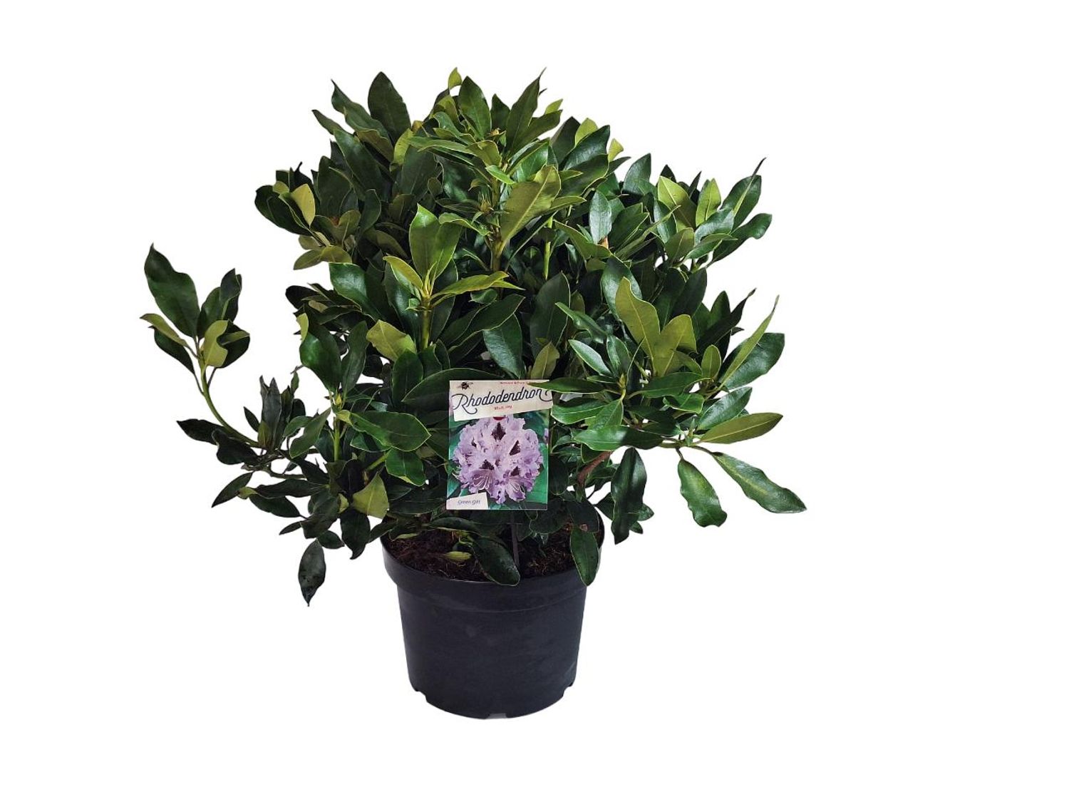 Rhododendron 'Blue Jay' — Plant Wholesale FlorAccess