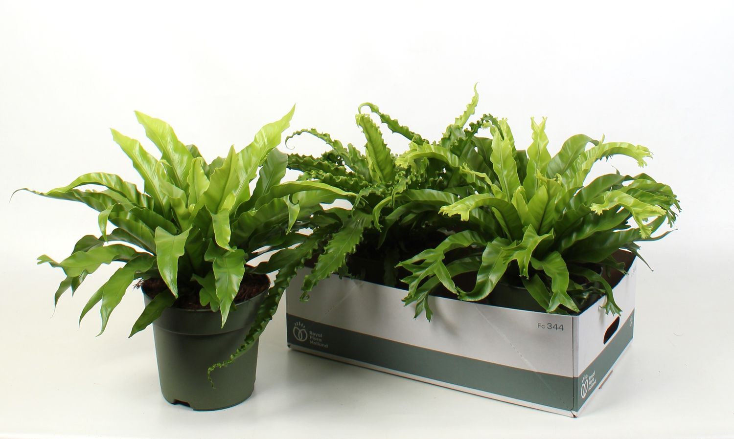 Asplenium MIX — Plant Wholesale FlorAccess