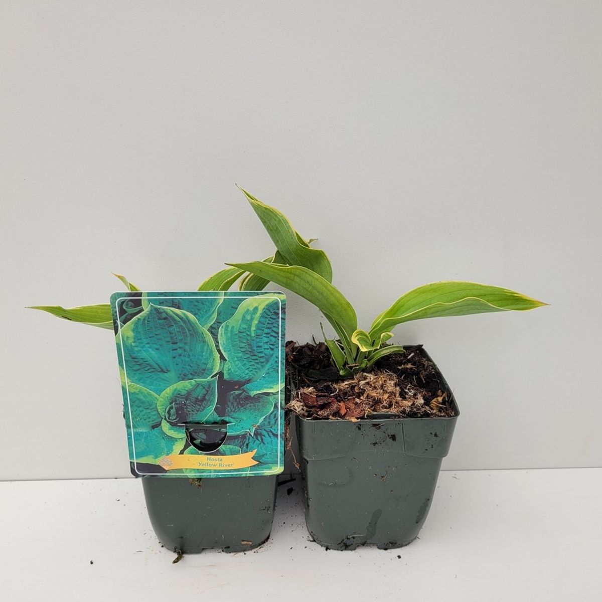 Hosta 'Yellow River' — Plant Wholesale FlorAccess