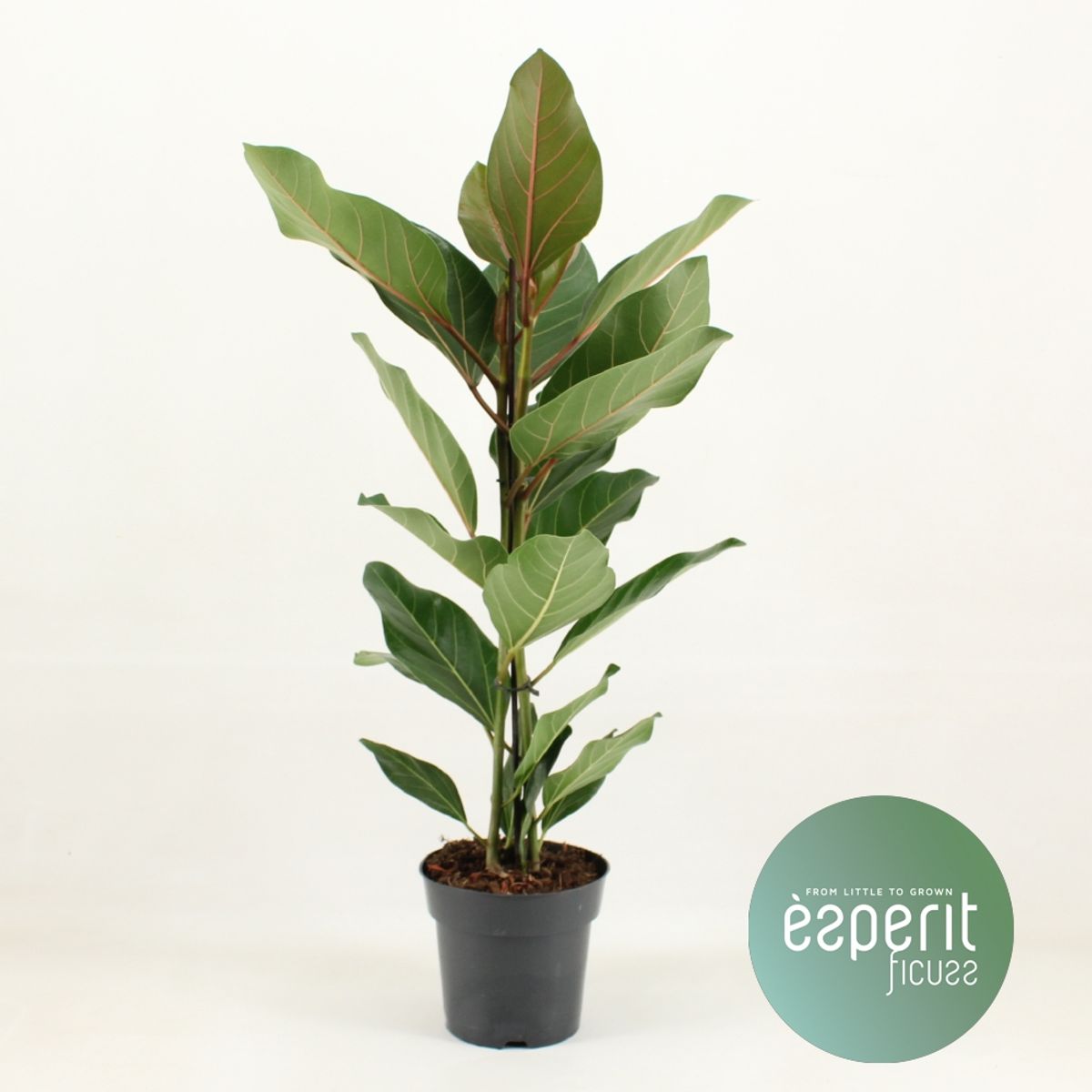 Ficus benghalensis JOY — Plant Wholesale FlorAccess