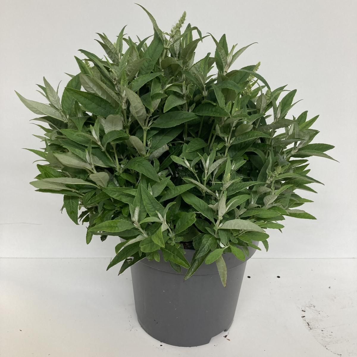 Buddleja davidii BUTTERFLY CANDY LITTLE WHITE — Plant Wholesale FlorAccess