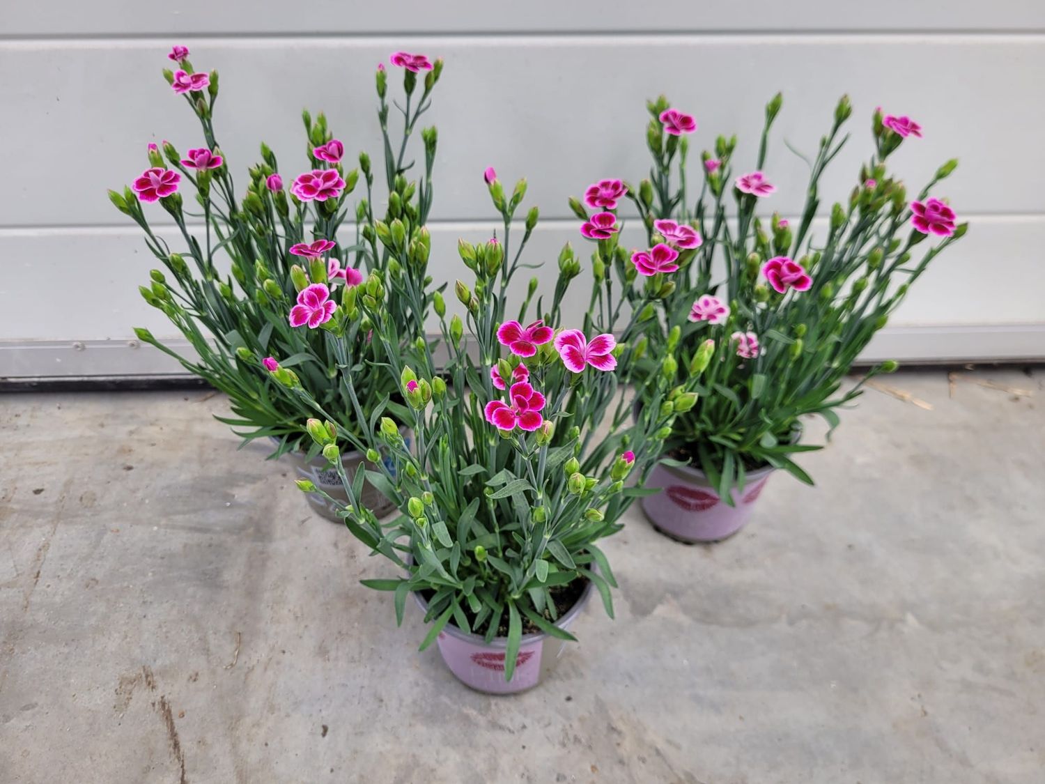 Dianthus PINK KISSES — Plant Wholesale FlorAccess