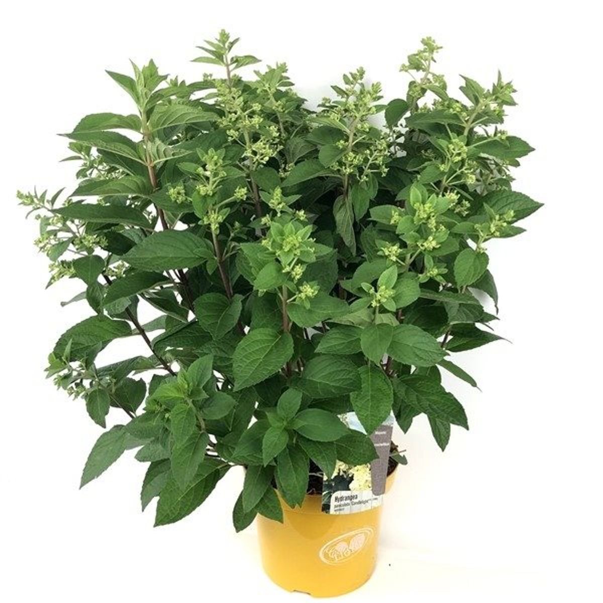 Hydrangea paniculata CANDLELIGHT — Рослини оптом FlorAccess