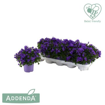 Campanula portenschlagiana AMBELLA INTENS PURPLE — Plant Wholesale ...