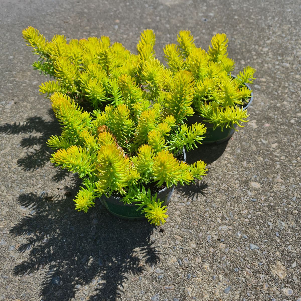 Sedum reflexum 'Angelina' — Plant Wholesale FlorAccess